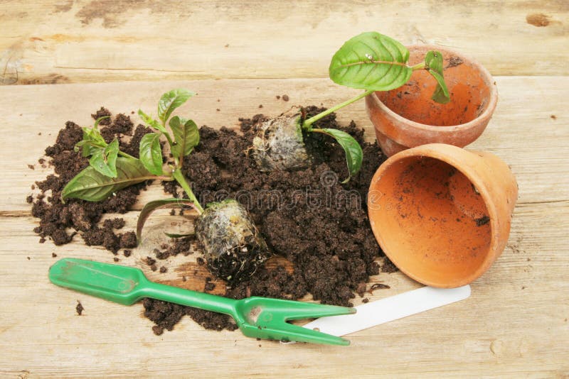 Potting on plants stock photo. Image of horticulture - 13759776