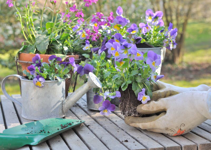 Potting spring flowers stock image. Image of planter - 68444341