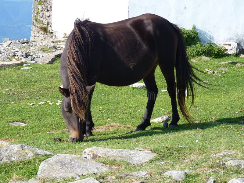 Pottok Pony in Basque Country Stock Photo - Image of grass, country ...