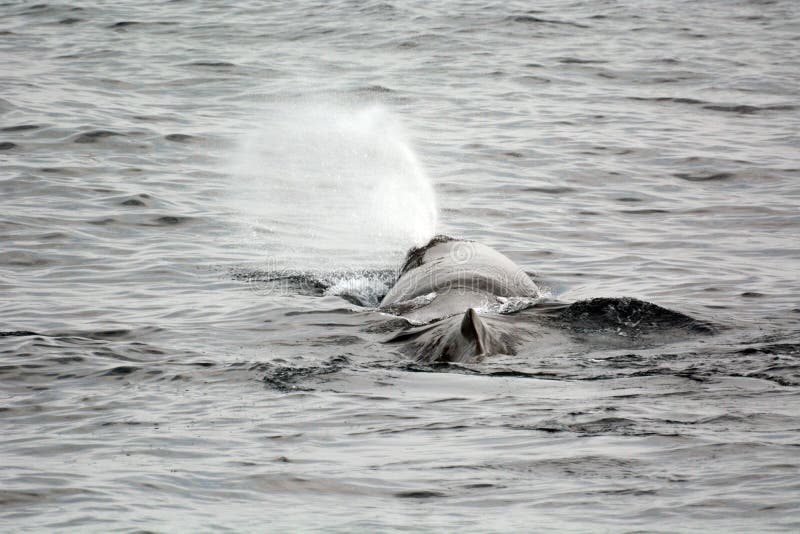 Het Hoofd Van De Potvis Produceert Een Fontein Voordien Van Water Stock ...