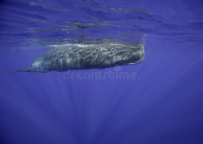 Potvis Die Omhoog Voor Lucht, Kaikoura, Nieuw Zeeland Komen Stock ...