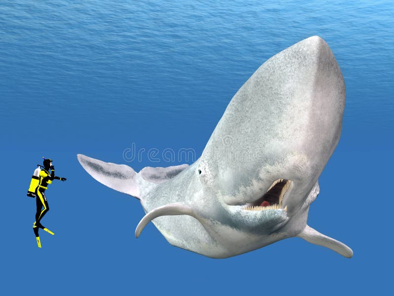 Potvis stock illustratie. Illustratie bestaande uit onderwater - 13941454