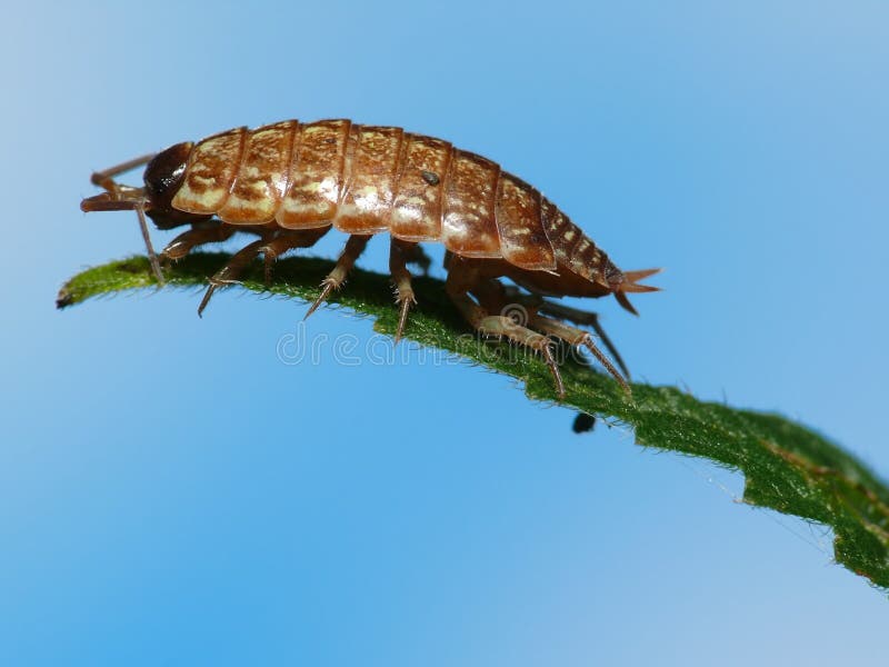 Pou en bois image stock. Image du fermer, cloporte, insecte - 3987835