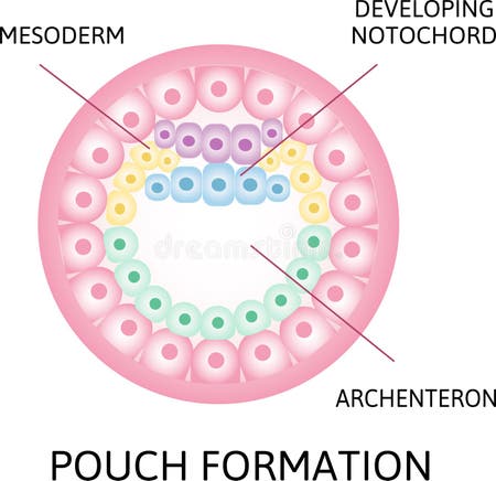 Notochord Formation Stock Illustrations – 9 Notochord Formation Stock ...