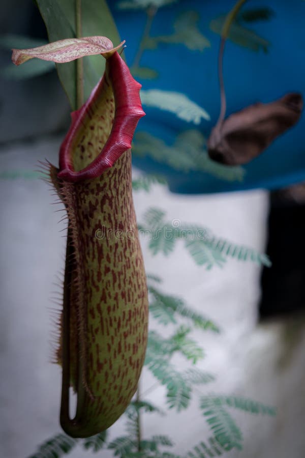 Pouch of the Nepenthes Miranda Plant Stock Photo - Image of insetivora ...