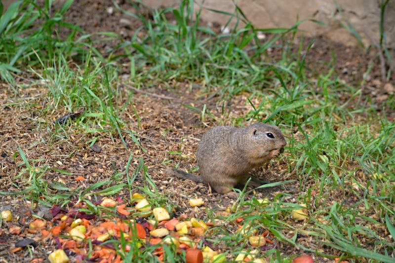 Pouched marmot stock photo. Image of small, marmot, seeds - 78389822
