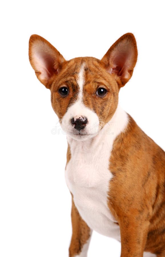 Pequeno Cachorrinho Basenji, Cor Tigrada Foto de Stock - Imagem de ...