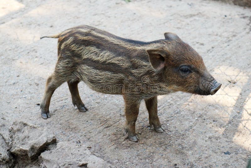 Javali pequeno imagem de stock. Imagem de caça, bebê - 53136119