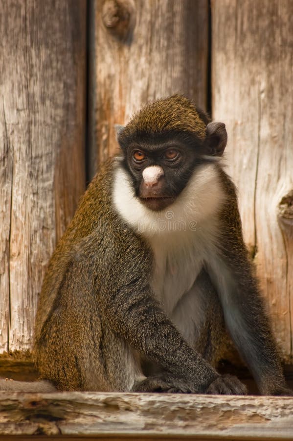 Pouco nariz-macaco branco foto de stock. Imagem de gaiola - 13221538