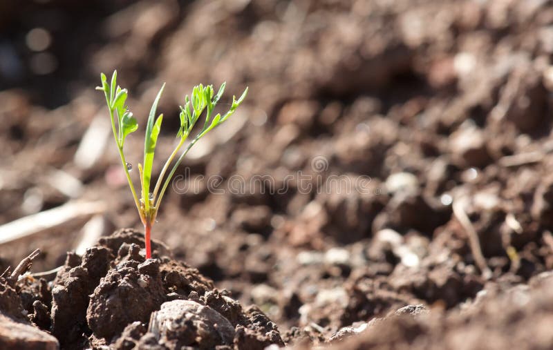 Pouco Sprout Da Planta Nova Foto de Stock - Imagem de agricultura ...