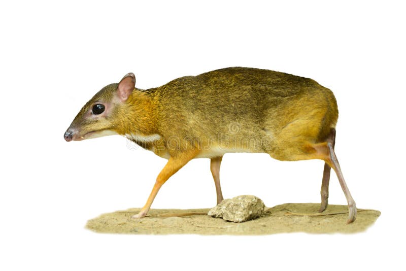 Pouco Rato-cervo Olha Como Um Cervo Foto de Stock - Imagem de selvagem ...