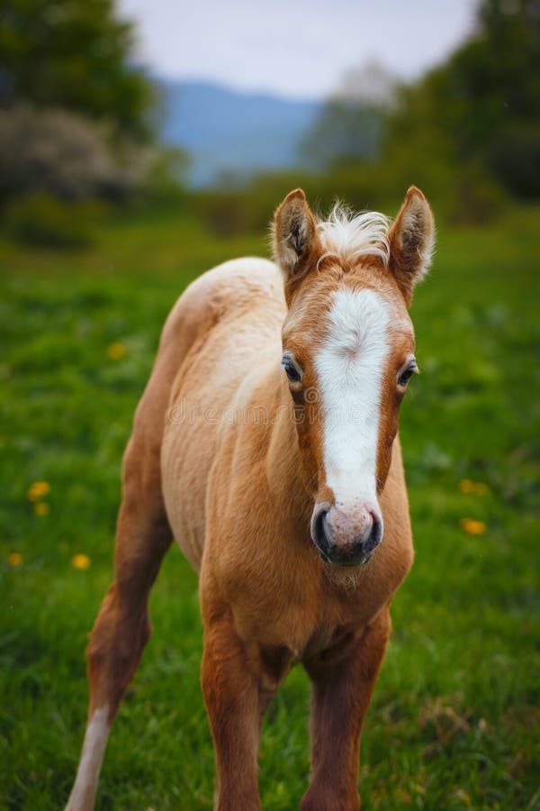 Poulain Courant De Poney De Haflinger Photo stock - Image du beauté ...