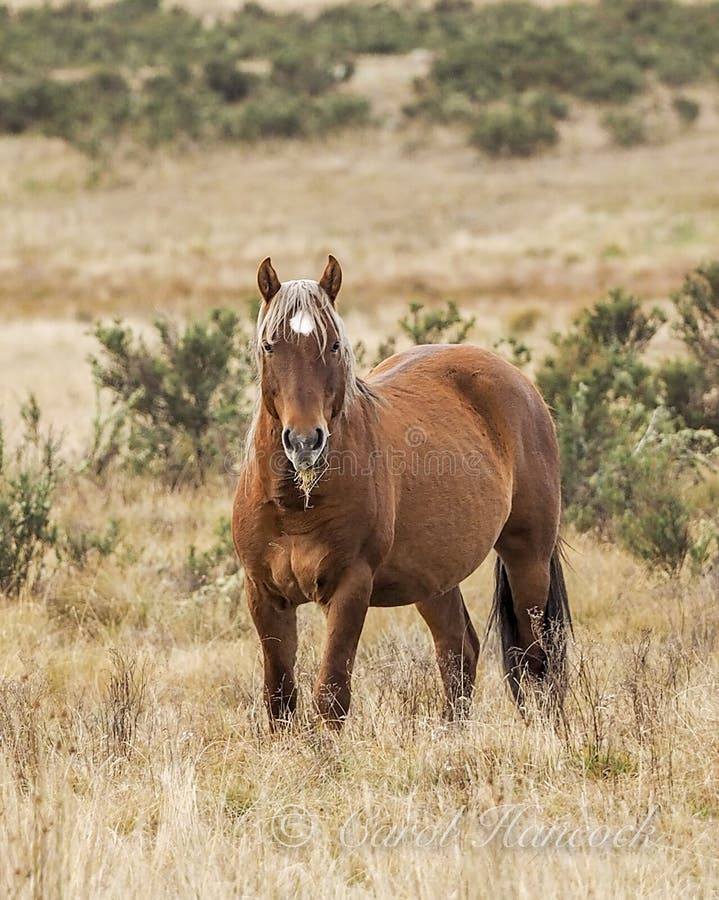 Étalon De Cheval Sauvage Et Son Troupeau Photo stock - Image du ...
