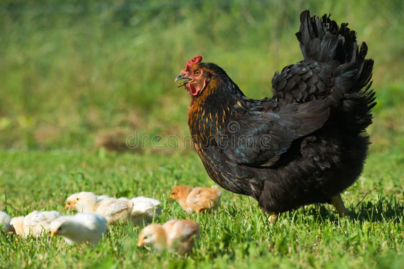 Poule avec un poussin image stock. Image of organique - 32236573