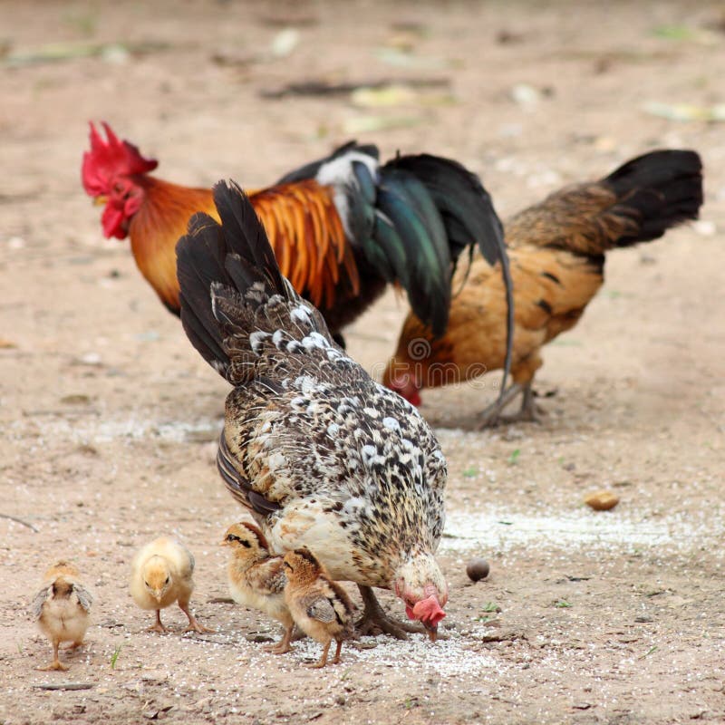 Poule, Famille, Poulet, Poussin Image stock - Image of duvet, heureux ...