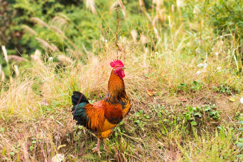 Poulet photo stock. Image du intervalle, scène, animal - 47195656