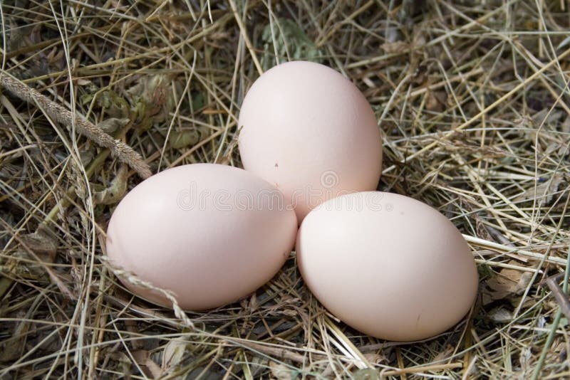 Poulet D'oeufs Image. Image: 539392