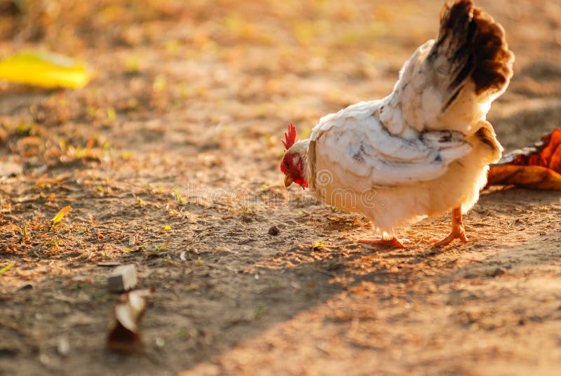 Poulet De Alimentation Dans Le Secteur De Pays Image stock - Image du ...