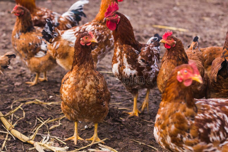 Poulet domestique de ferme photo stock. Image du ferme - 63454262