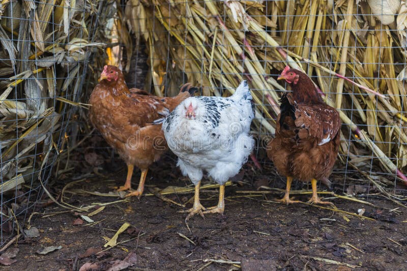 Poulet domestique de ferme image stock. Image of domestique - 63453571