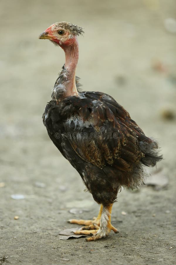 Coq Nu De Cou De Transylvanian Image stock - Image du rural, clavettes ...