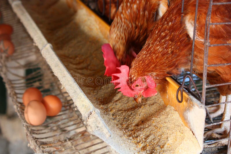 Poulet Sur La Ferme Avicole Traditionnelle Photo stock - Image du brun ...