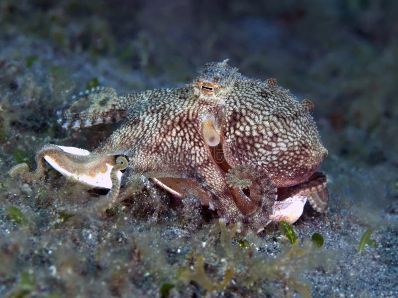 Poulpe Imitateur (mimicus De Thaumoctopus) En Mer Rouge. Image stock ...