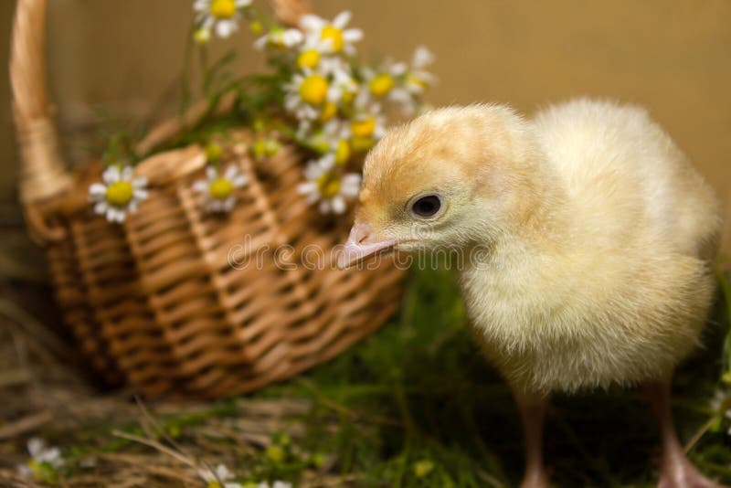 Poult stock photo. Image of small, agriculture, farm - 41353280