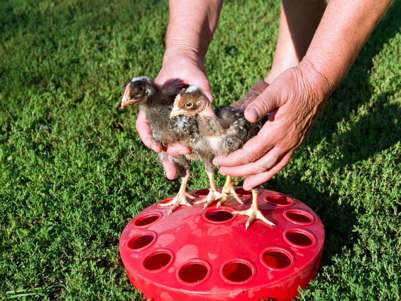 Poult stock photo. Image of white, chicken, funny, small - 58773678