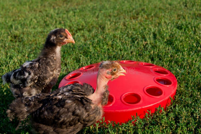 Poult stock image. Image of fluffy, beautiful, born, cute - 58918141