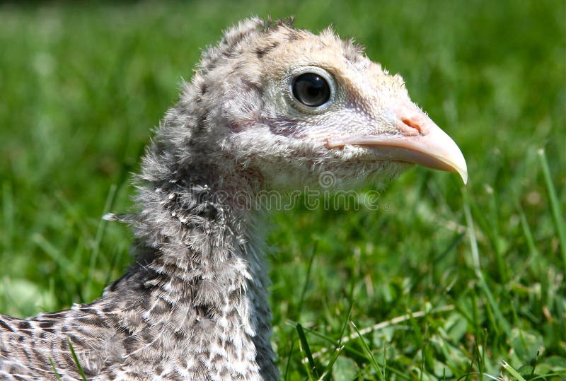 Poult de Turquía imagen de archivo. Imagen de verde, plumas - 15479155