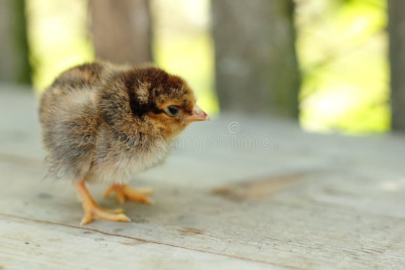 Poult in farm nature stock image. Image of moving, bird - 33673033