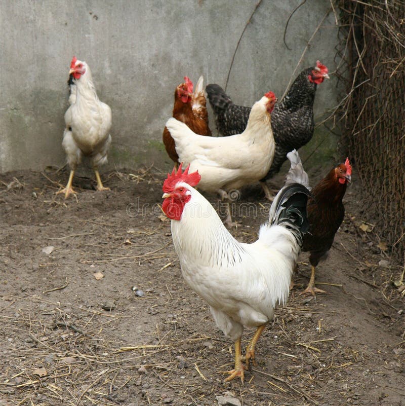 Poultry stock photo. Image of domestic, closeup, farming - 13736868