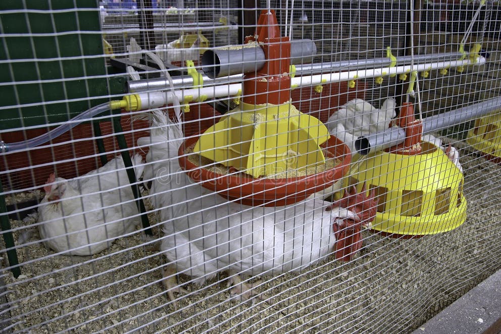 Poultry stock image. Image of livestock, chicken, farm - 18643785