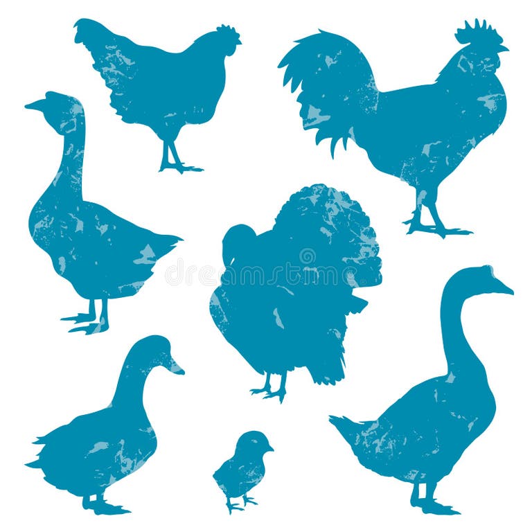 Poultry Farm Birds Stock Illustrations – 6,678 Poultry Farm Birds Stock ...
