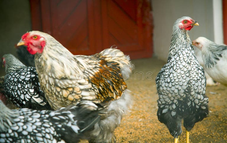 Poultry Fold Stock Photos - Free & Royalty-Free Stock Photos from ...