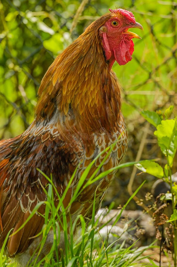 Poultry - Backyard Chickens Stock Photo - Image of rooster, chatter ...