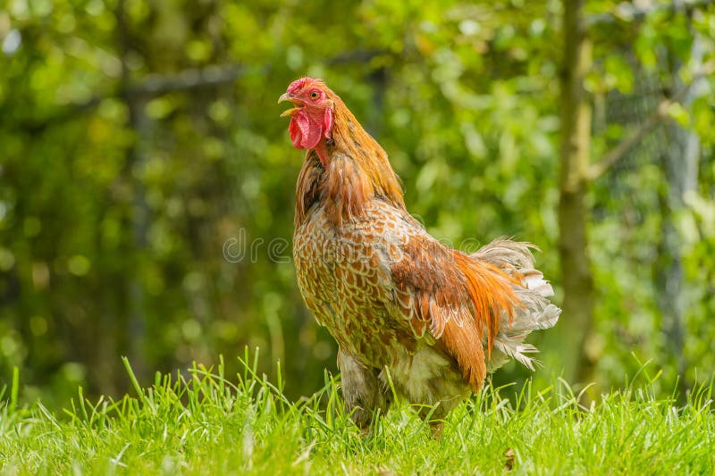 Poultry - Backyard Chickens Stock Image - Image of poultry, grass: 58352227