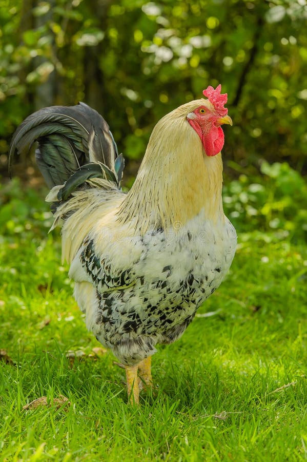Pretty rooster stock image. Image of look, animal, farm - 28726915