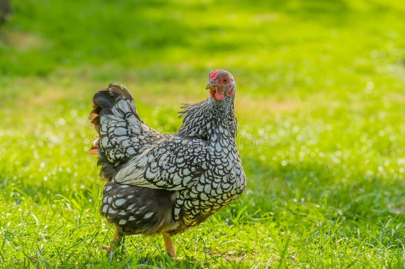 Poultry - Backyard Chickens Stock Image - Image of agriculture, hobby ...