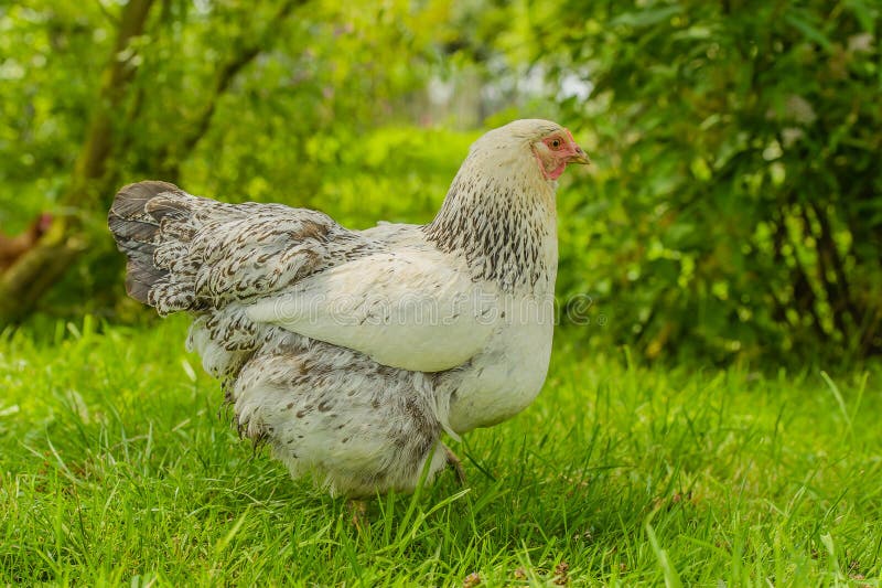 Poultry - Backyard Chickens Stock Image - Image of grass, detail: 58352489