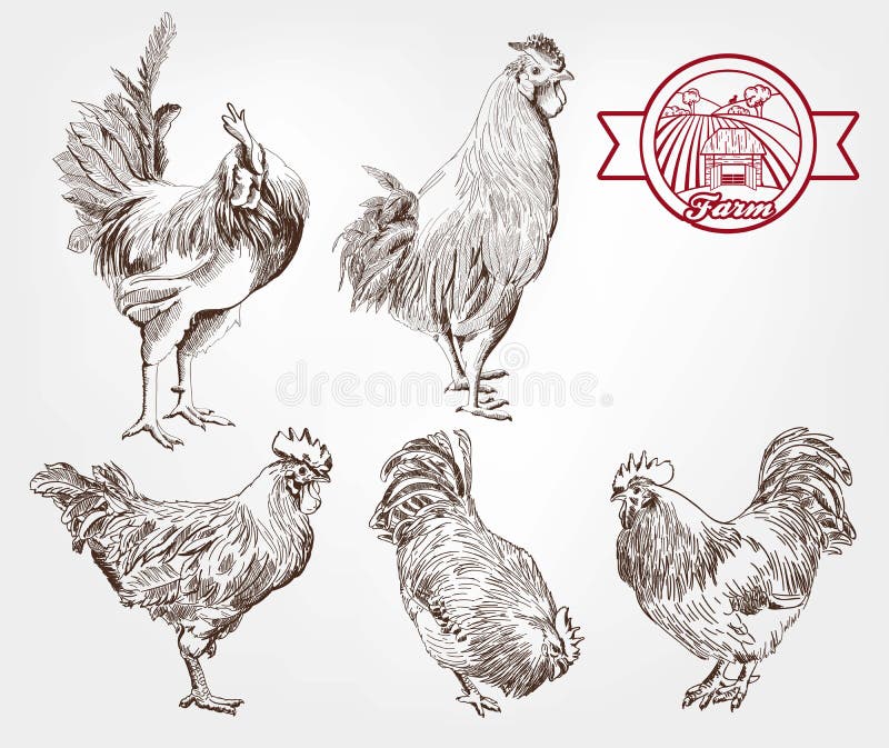 Poultry breeding stock vector. Illustration of avian - 58502255