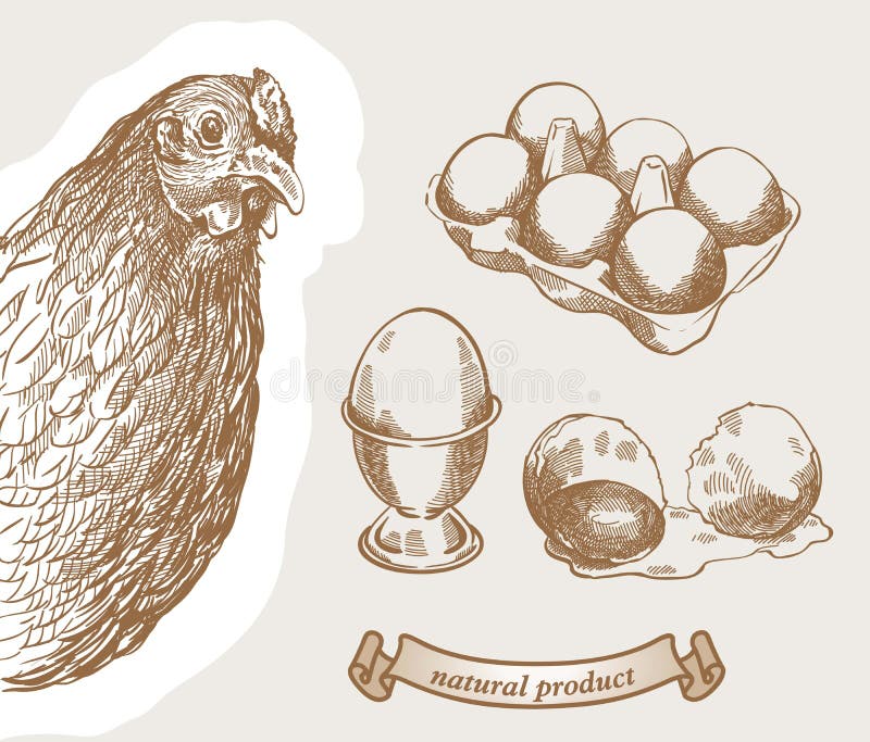 Poultry breeding stock vector. Illustration of avian - 57872697