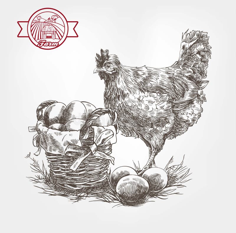 Poultry breeding stock vector. Illustration of natural - 58502313