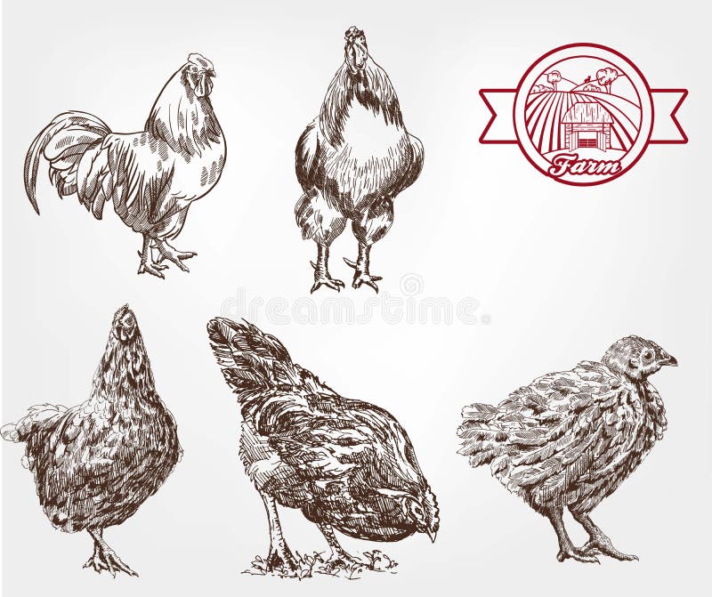 Poultry breeding stock vector. Illustration of claws - 58465313
