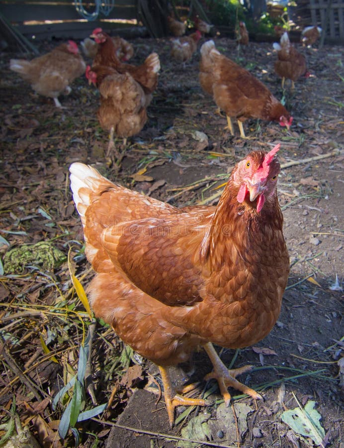 Poultry - Brown Layer Hens Free Range Stock Image - Image of hens ...