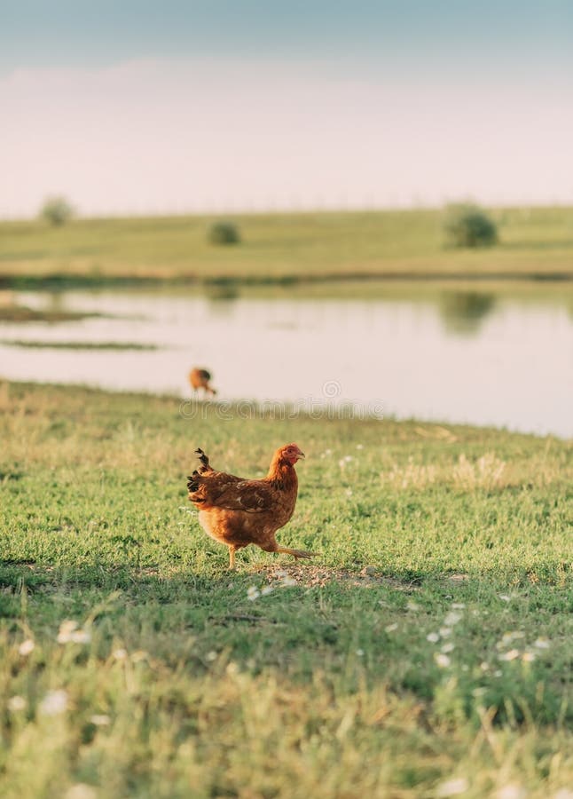 Poultry Chicken Walks on the Grass in an Agricultural Farm Stock Image ...