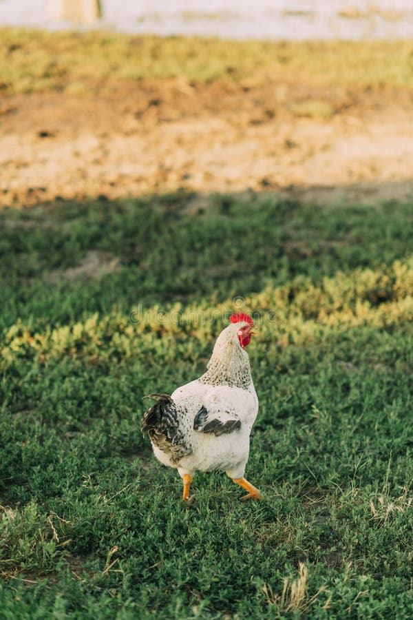 Poultry Chicken Walks on the Grass in an Agricultural Farm Stock Photo ...