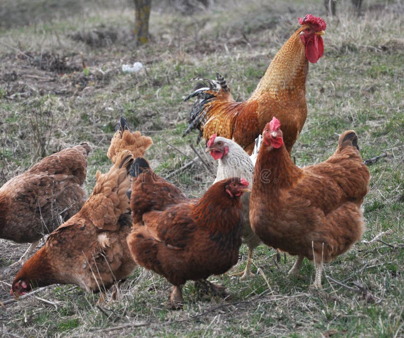 Poultry in the yard stock photo. Image of country, home - 238210078