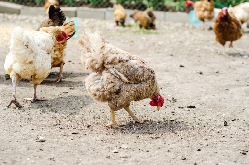 Poultry stock image. Image of domesticus, domesticated - 33248293